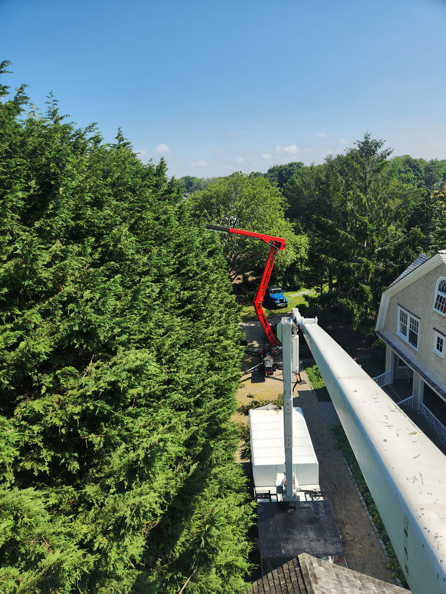Tree Pruning And Trimming | Alfieri Tree Care