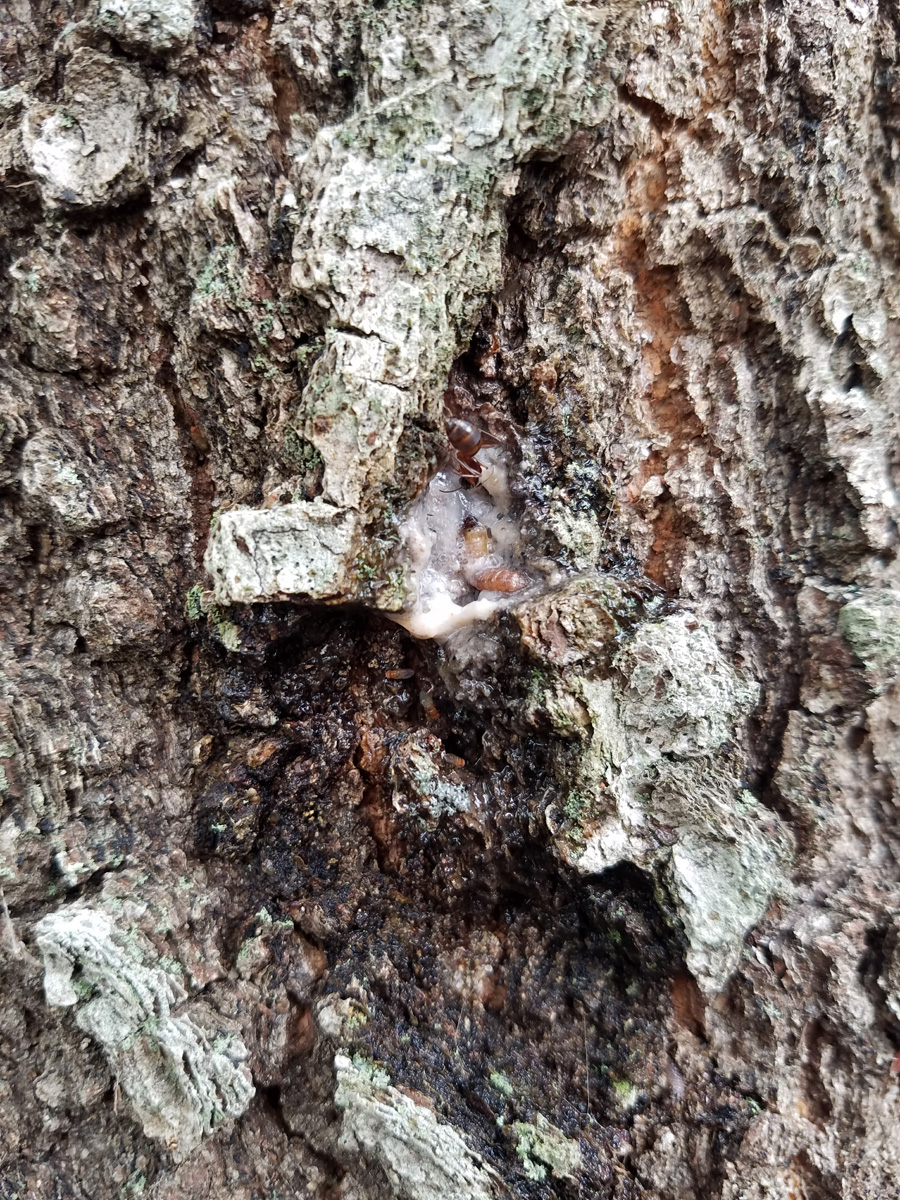 Black Turpentine Beetle | Alfieri Tree Care
