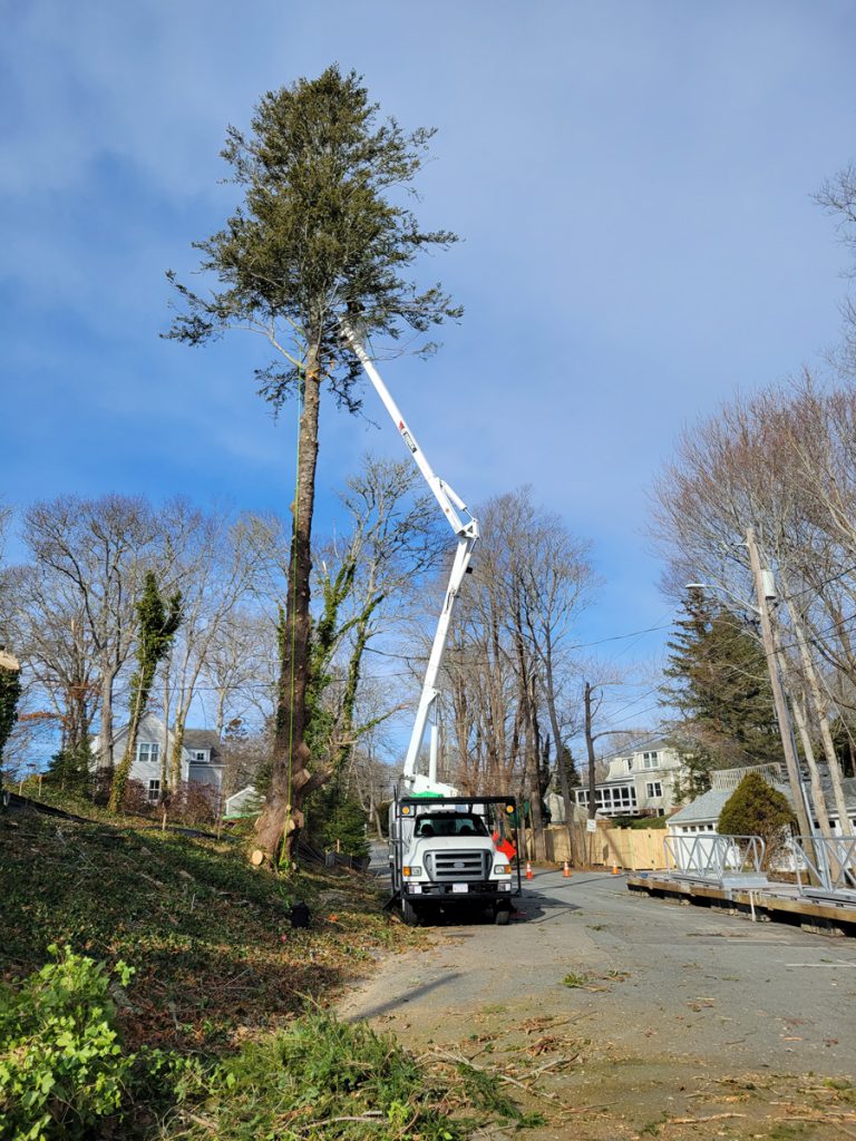 Our Tree Care Services | Alfieri Tree Care