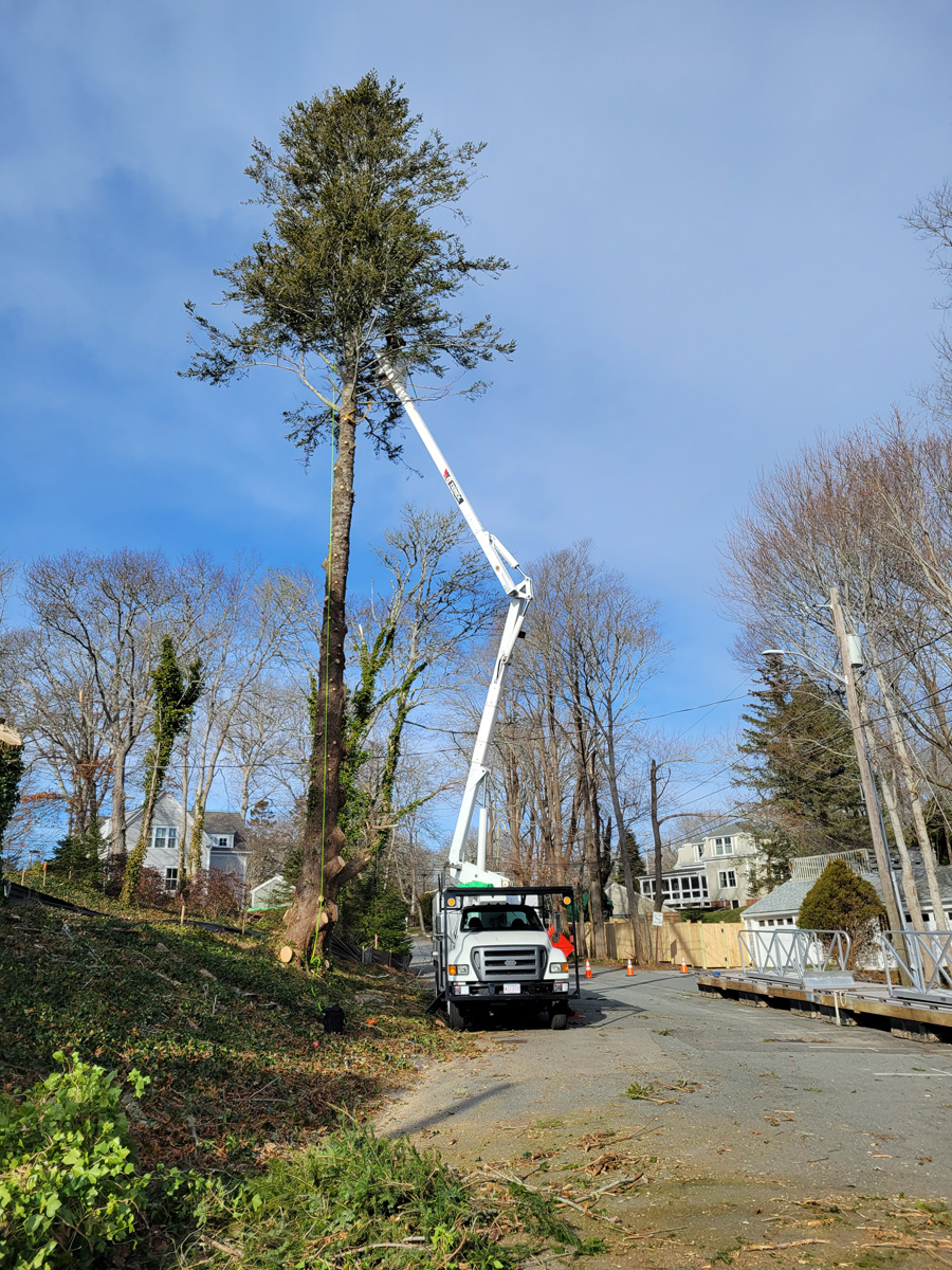 Our Tree Care Services | Alfieri Tree Care