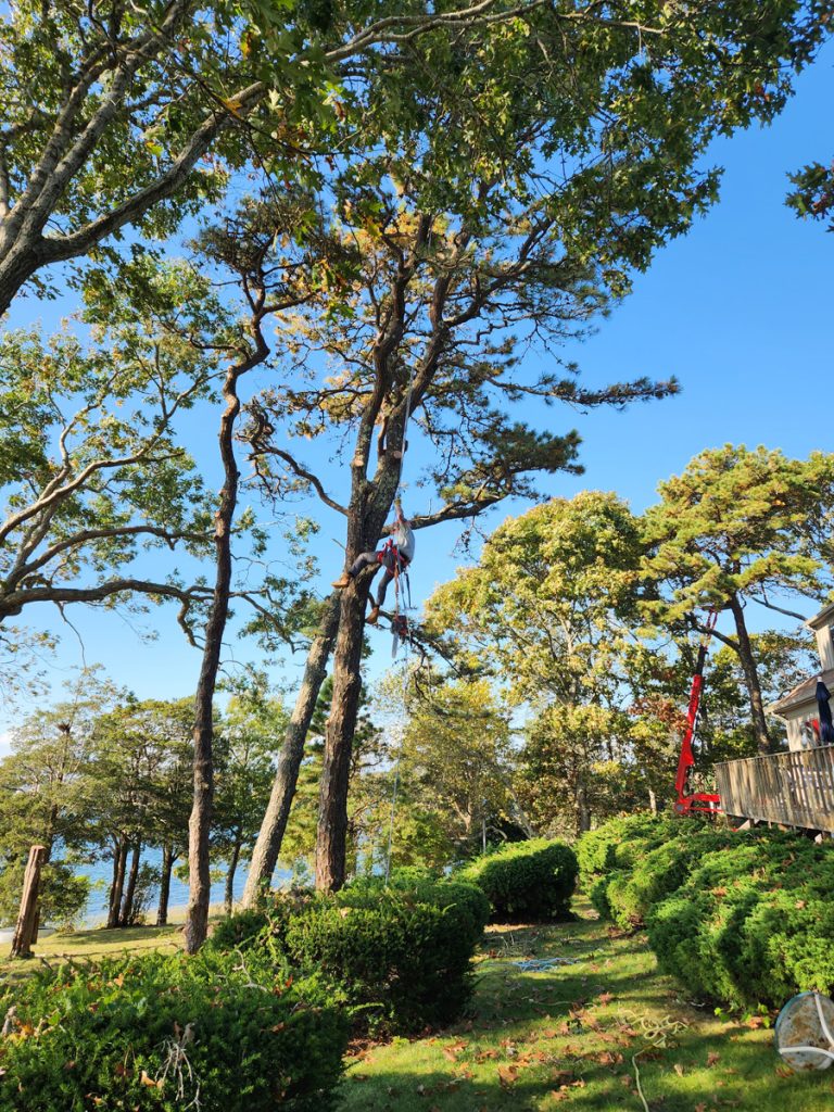 A 4 Seasonal Guide To Tree Pruning On Cape Cod | Alfieri Tree Care